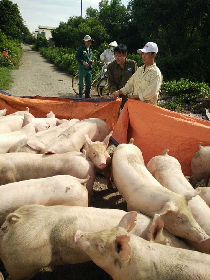 Chăn nuôi heo công nghiệp: "Hiệu quả kinh tế cao" - Niên Giám Nông Nghiệp