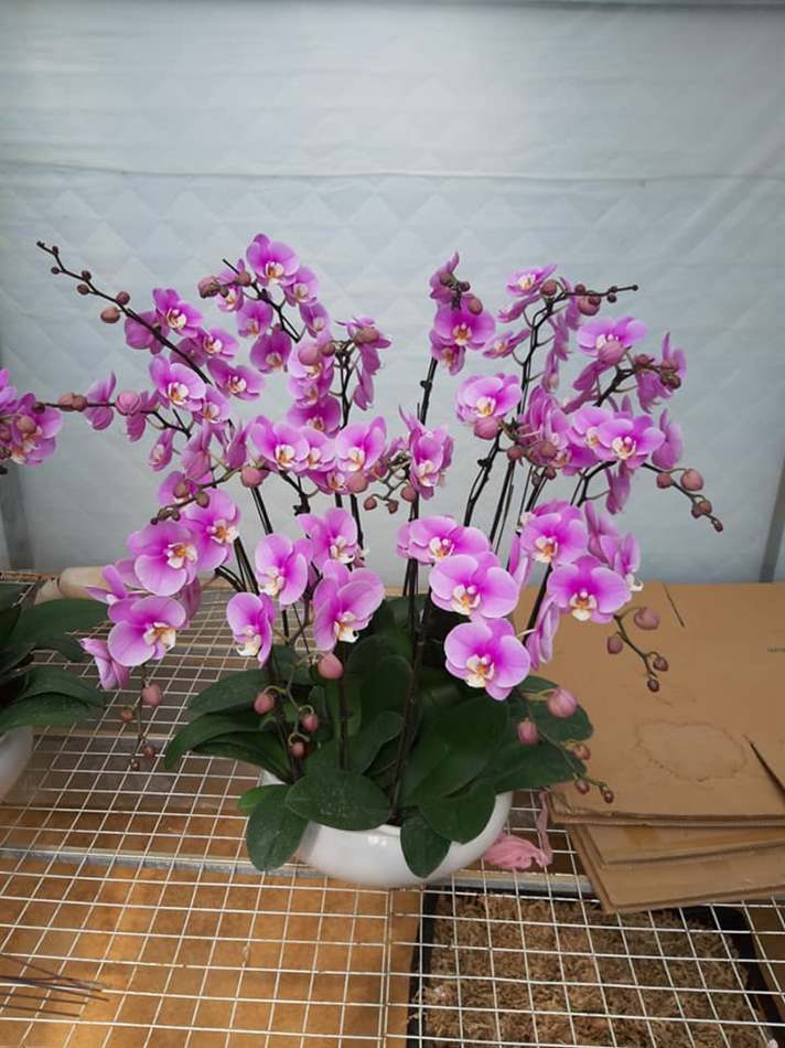 Lan hồ điệp – Cách để giữ hoa tươi suốt 1 năm không tàn