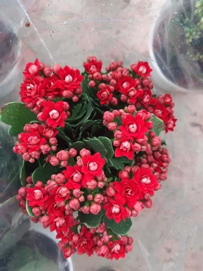 Cây sống đời và những “kinh nghiệm xương máu” khi nhân giống