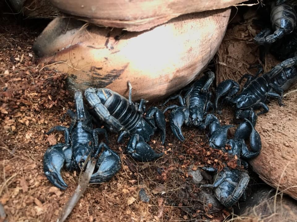 Cách nuôi bọ cạp, bọ cạp ăn gì? Đẻ con hay đẻ trứng?