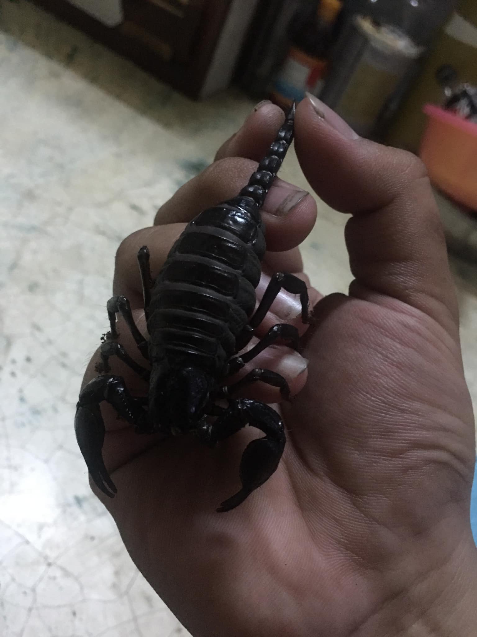 Cách nuôi bọ cạp, bọ cạp ăn gì? Đẻ con hay đẻ trứng?