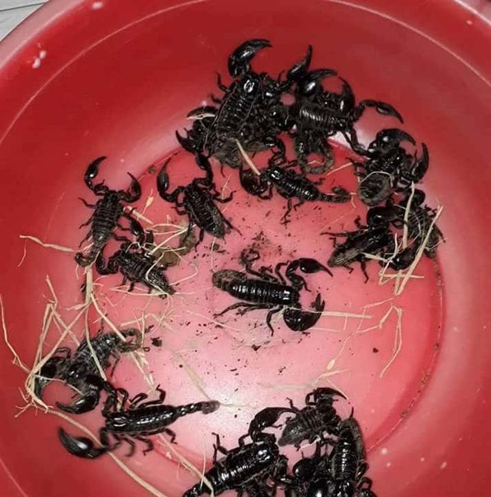 Cách nuôi bọ cạp, bọ cạp ăn gì? Đẻ con hay đẻ trứng?