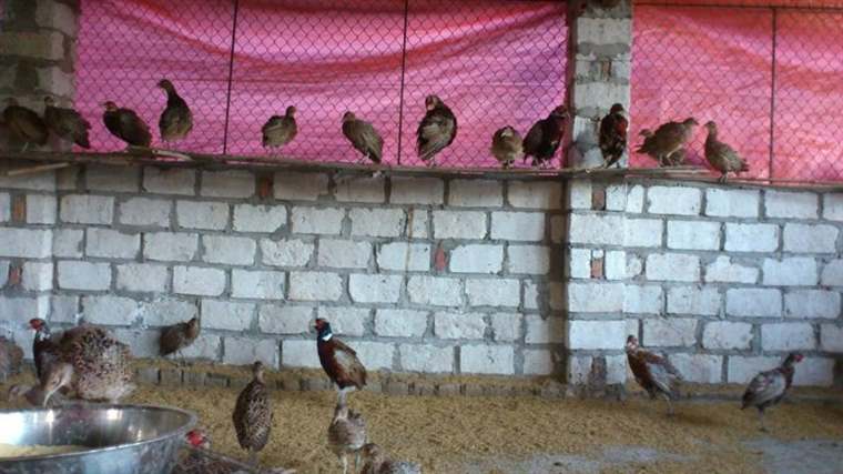 Cách nuôi chim trĩ đỏ chỉ trong 1 ngày thu hồi được vốn