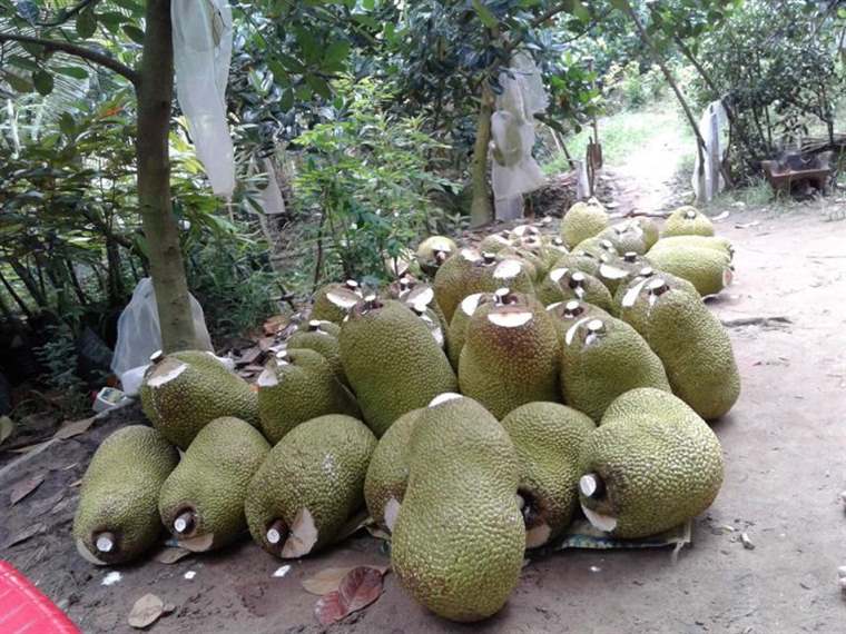 Các biện pháp sau kích thích cây mít ra quả sai từ gốc đến ngọn