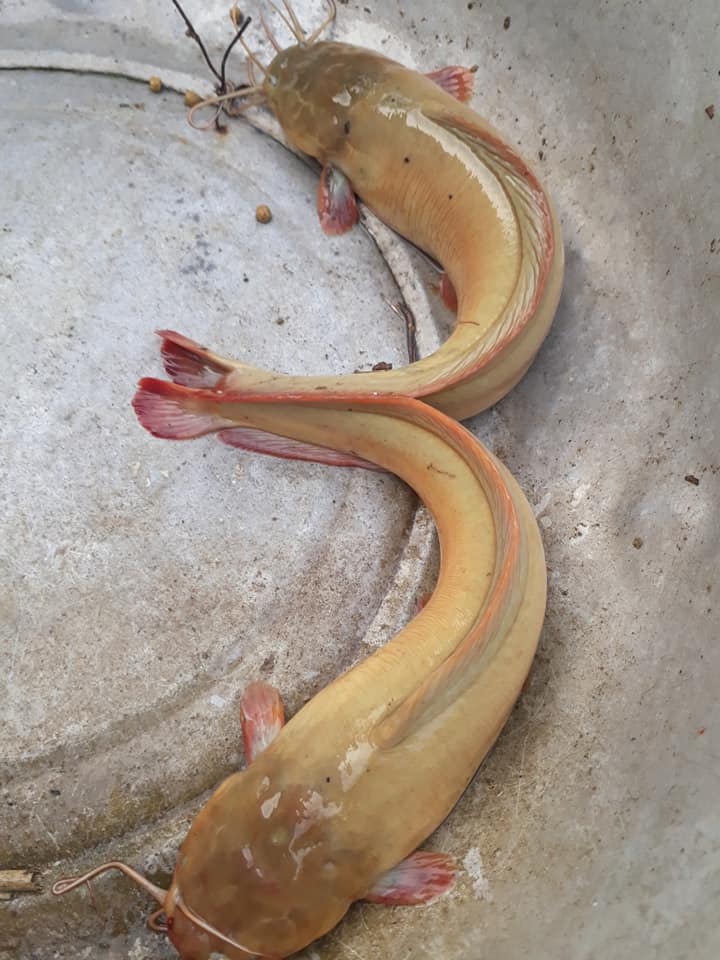 Thức ăn công nghiệp cho cá da trơn - Niên Giám Nông Nghiệp