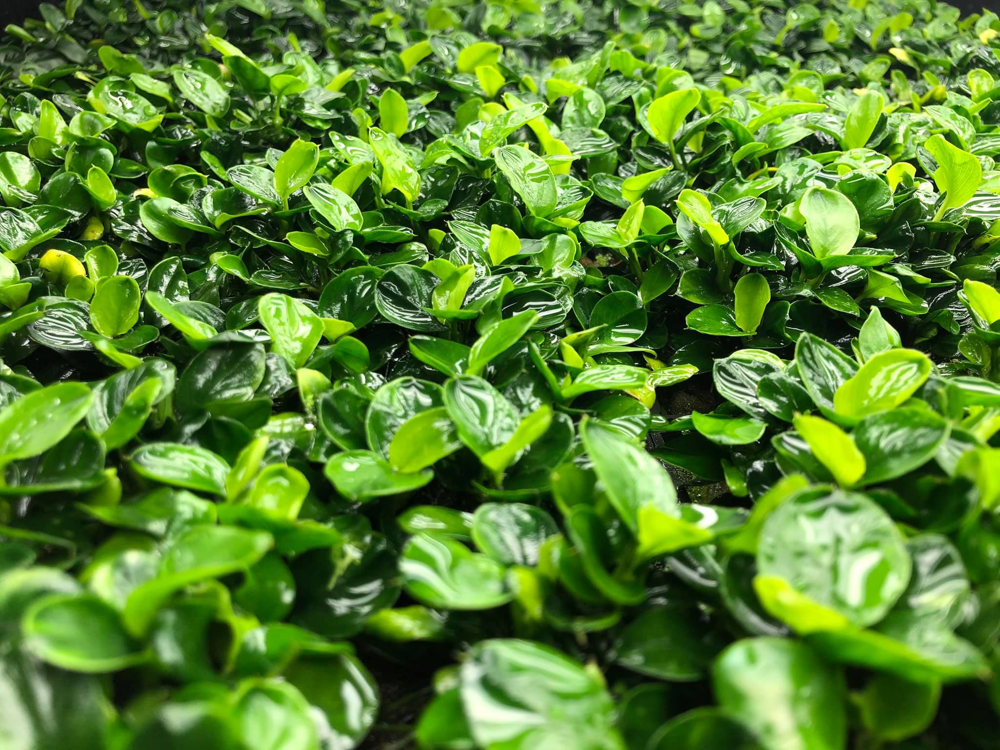 Cây ráy thủy sinh – loài thực vật có sức sống mãnh liệt