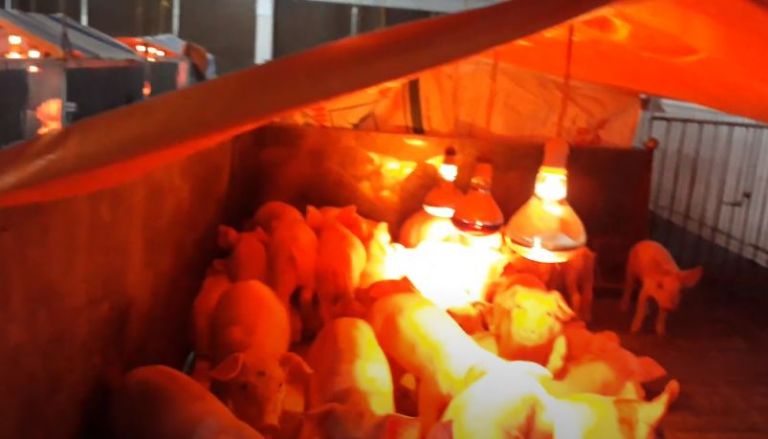 Hướng dẫn cách úm heo con và nuôi heo con mới đẻ