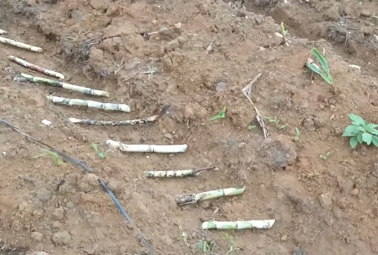 Cách trồng mía năng suất đạt tiêu chuẩn - Niên Giám Nông Nghiệp