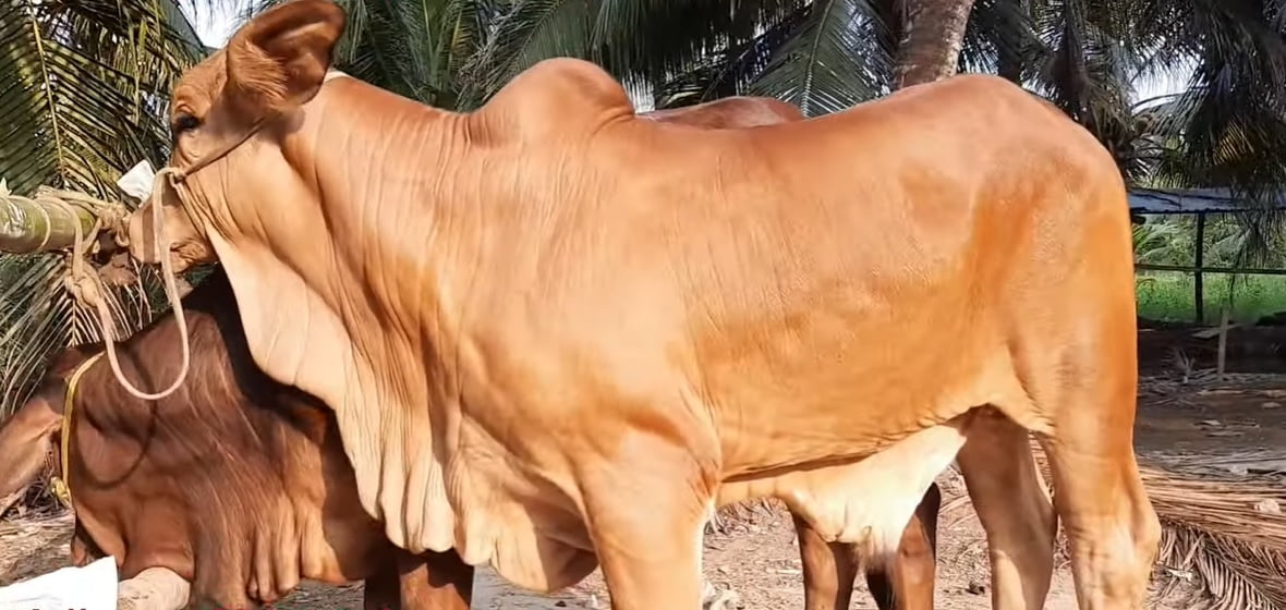 Các giống bò nổi tiếng trên thế giới hiện nay - Niên Giám Nông Nghiệp