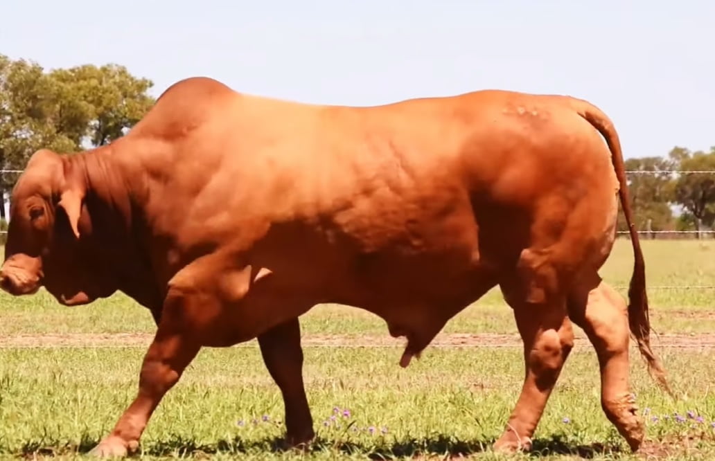 Các giống bò nổi tiếng trên thế giới hiện nay - Niên Giám Nông Nghiệp