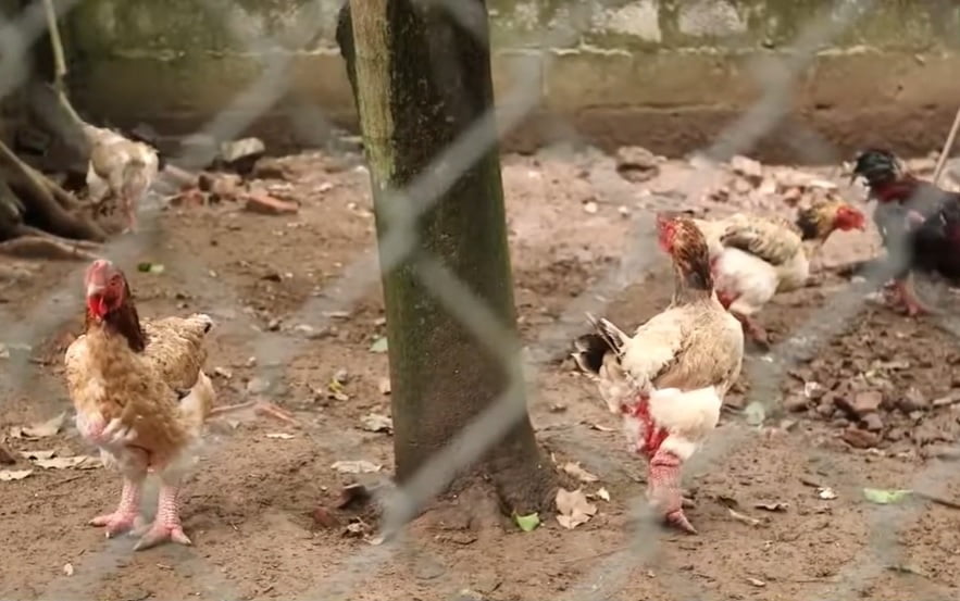 Giống gà móng đỏ đặc sản đất Hà Nam - Niên Giám Nông Nghiệp